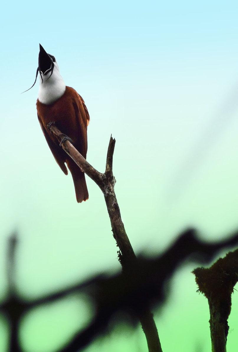 Birds of Central America | Images From Around The World