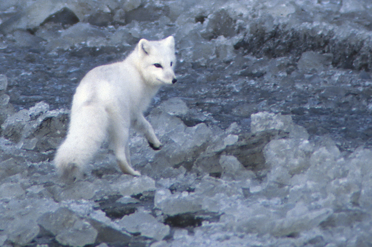 Arctic Fox. | Images From Around The World