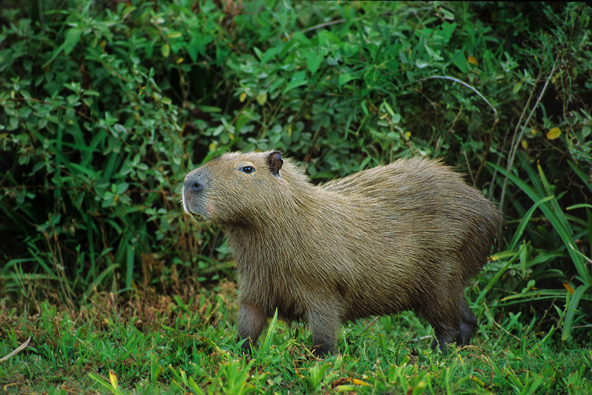Capybara2. | Images From Around The World