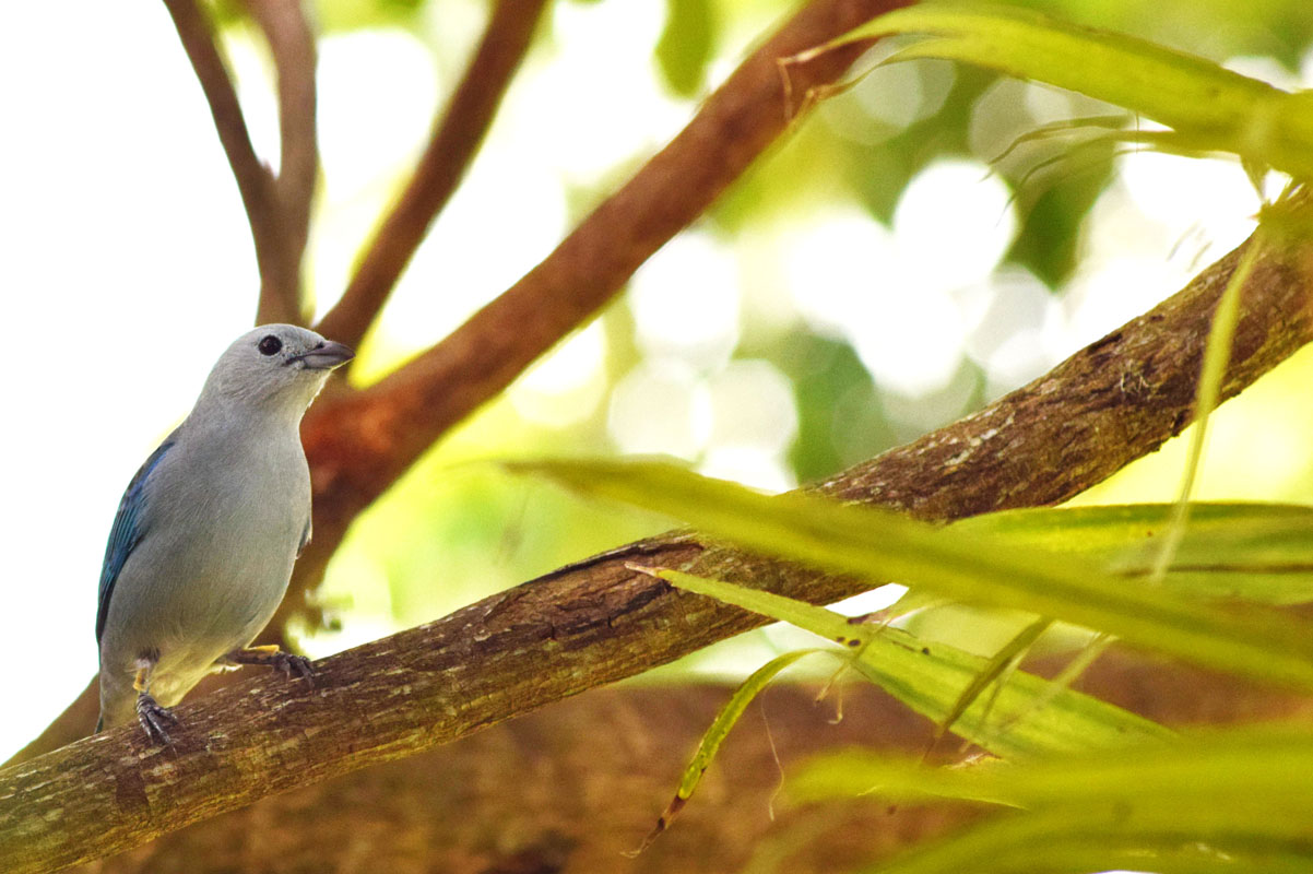 Birds of Central America | Images From Around The World