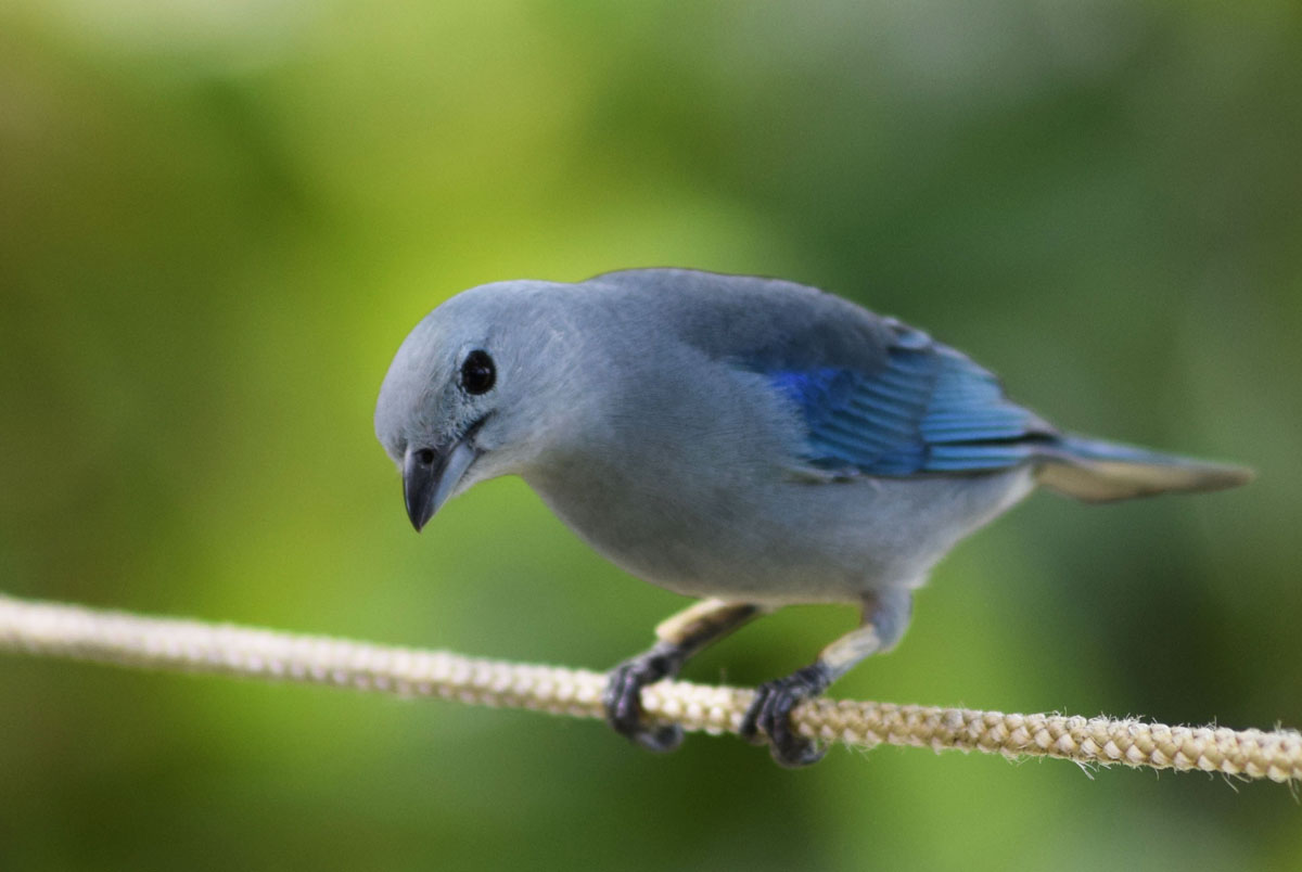 Birds of Central America | Images From Around The World