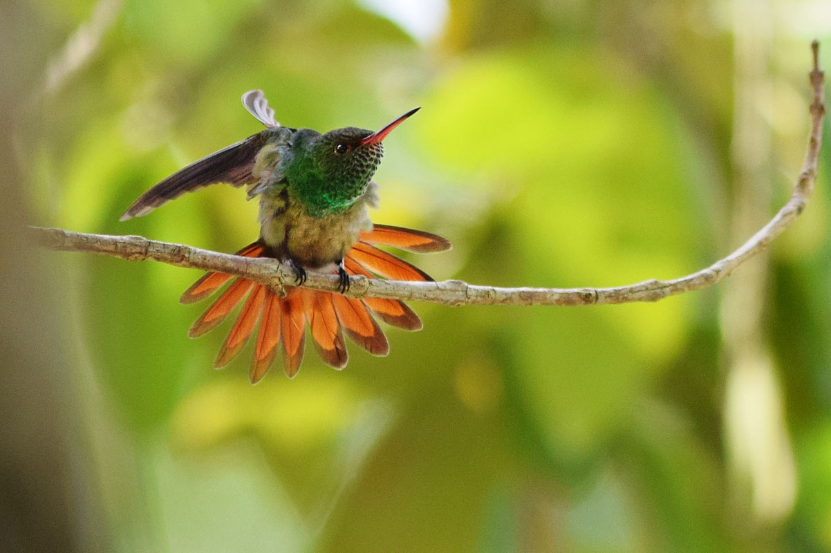 Birds of Central America | Images From Around The World