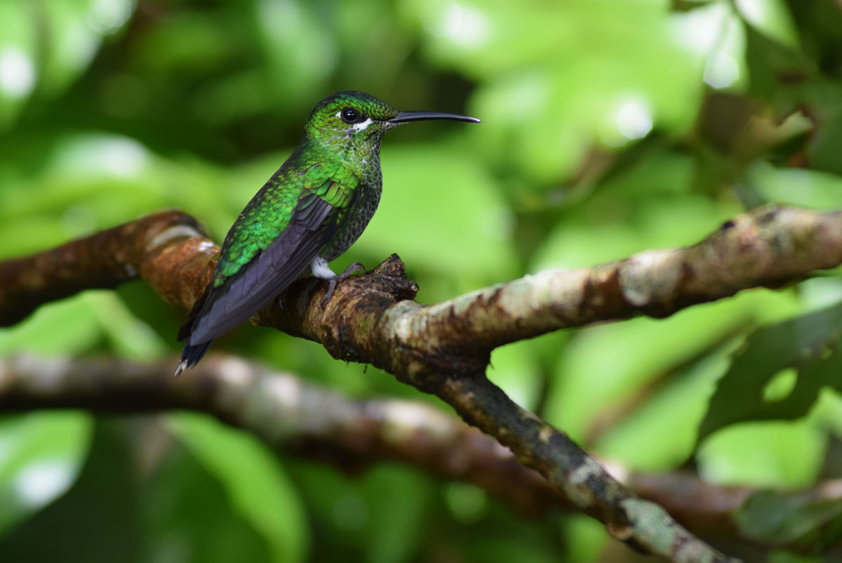 Birds of Central America | Images From Around The World