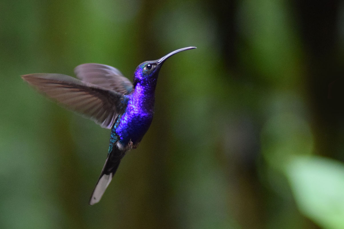 Birds of Central America | Images From Around The World